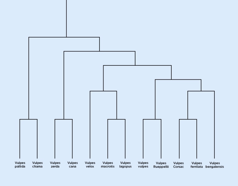 The arctic fox, the complete guide